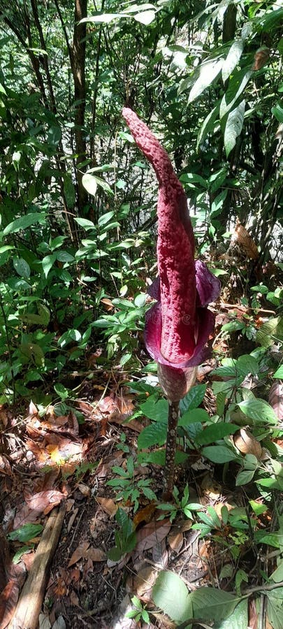 This Beautiful Rare Flower is Called Amphorafalush Stock Photo - Image ...
