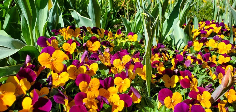 Beautiful Rare Flower at Getty Museum Stock Image - Image of yellow ...