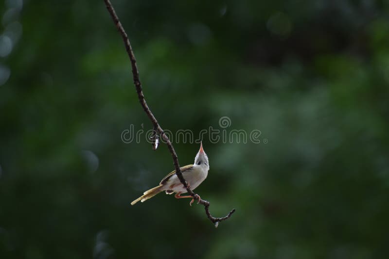 Beautiful and Rare Image of Common Tailor Bird Sitting Stock Image ...