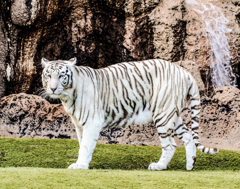 Beautiful Rare White Striped Wild Tiger Stock Photo - Image of hunter ...