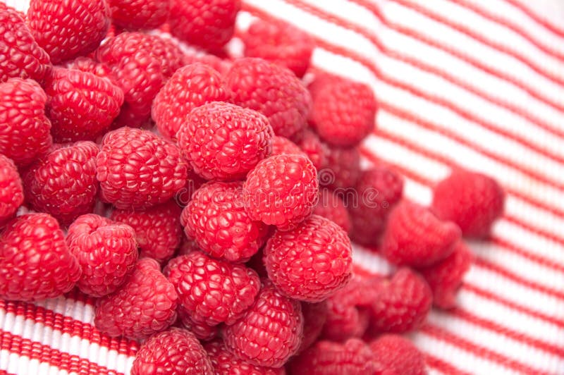 Beautiful raspberries stock photo. Image of food, ripe - 46771722