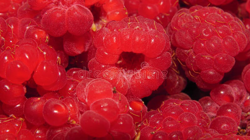 Beautiful Raspberries. Texture of Fresh Ripe Raspberries Stock Image ...