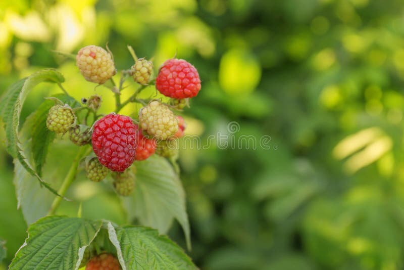 Beautiful Raspberry Branch with Ripening Berries in Garden, Closeup ...