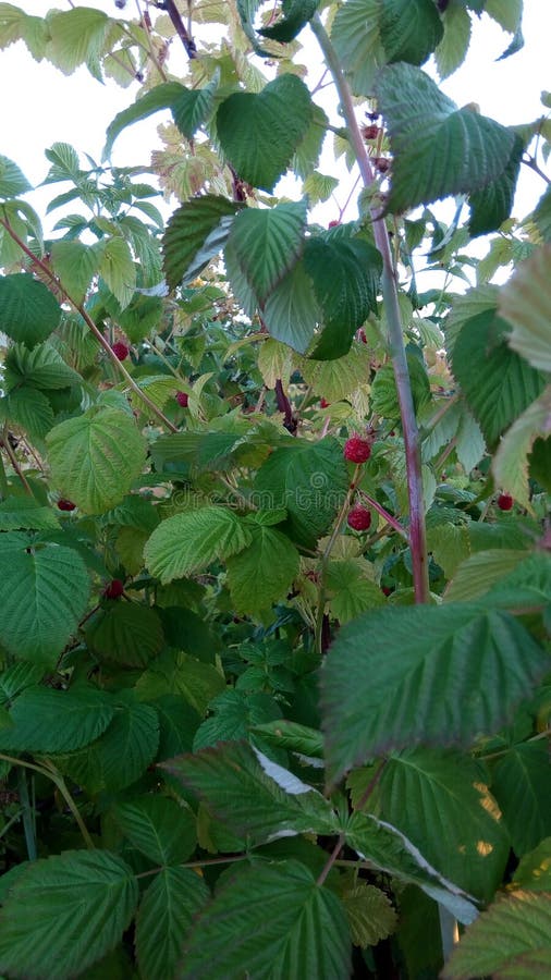 Beautiful raspberry bush stock image. Image of bush, beautiful - 95602681