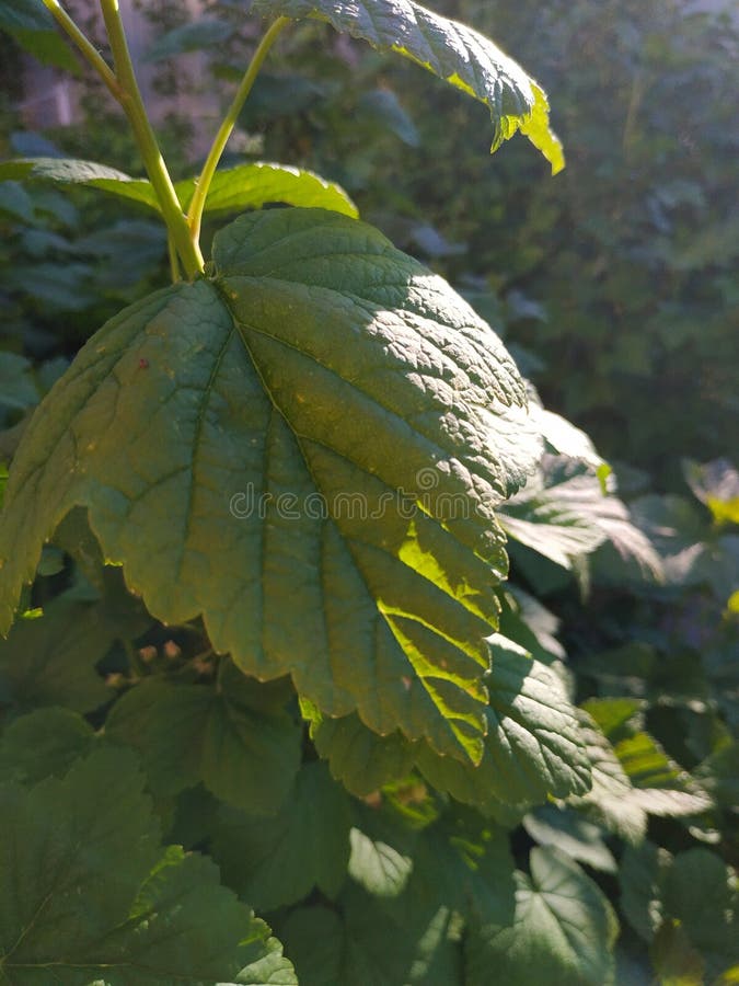Beautiful Raspberry Leaf with Light and Shadow Stock Photo - Image of ...