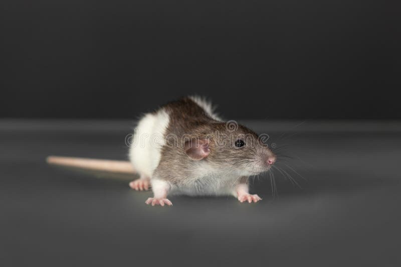 Beautiful rat stock photo. Image of closeup, tail, domestic - 60754236