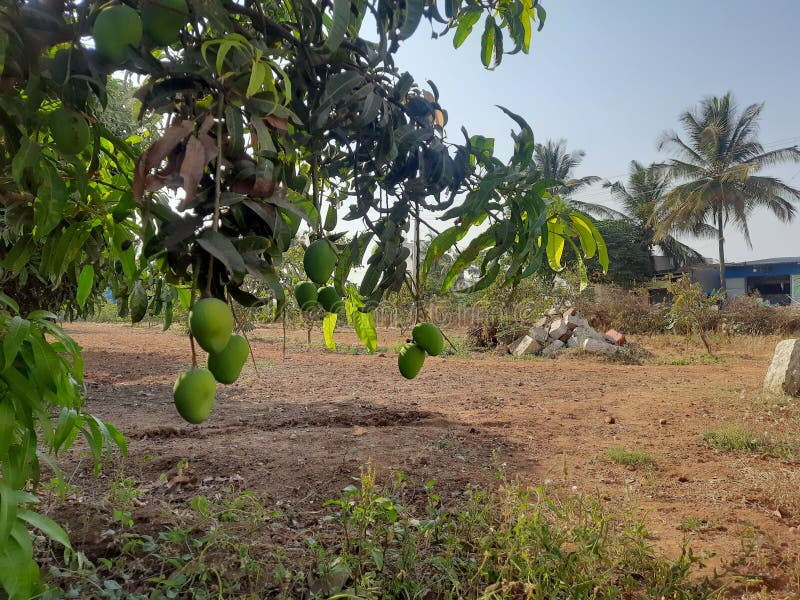 Beautiful Raw Mango Fruits Bunch in a Tree Stock Photo - Image of asian ...
