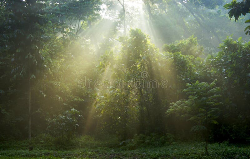 Beautiful Ray of Morning Light at the Jungle Stock Image - Image of ...