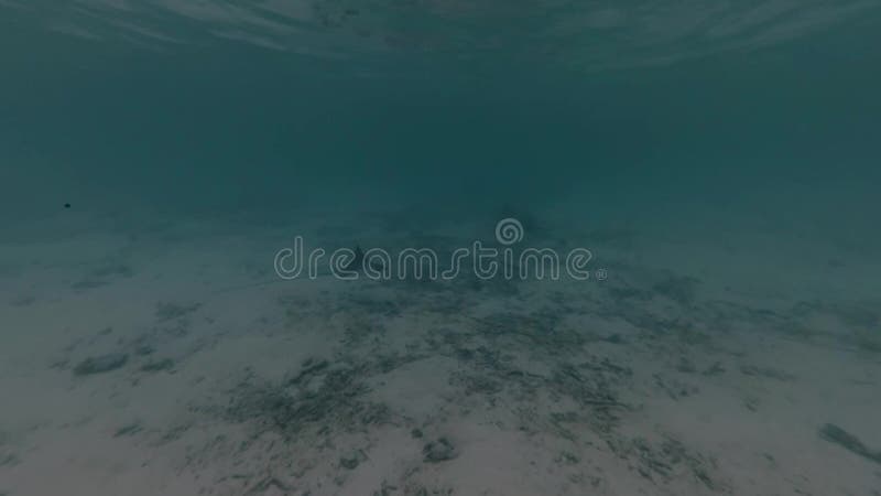Beautiful Ray Swims in the Indian Ocean Stock Video - Video of diving ...