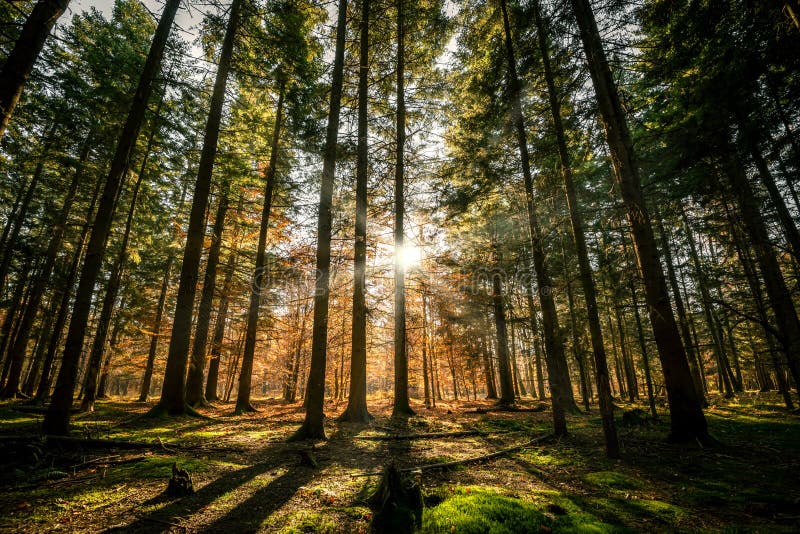 Beautiful Rays of Sunlight in a Green Forest Stock Image - Image of ...