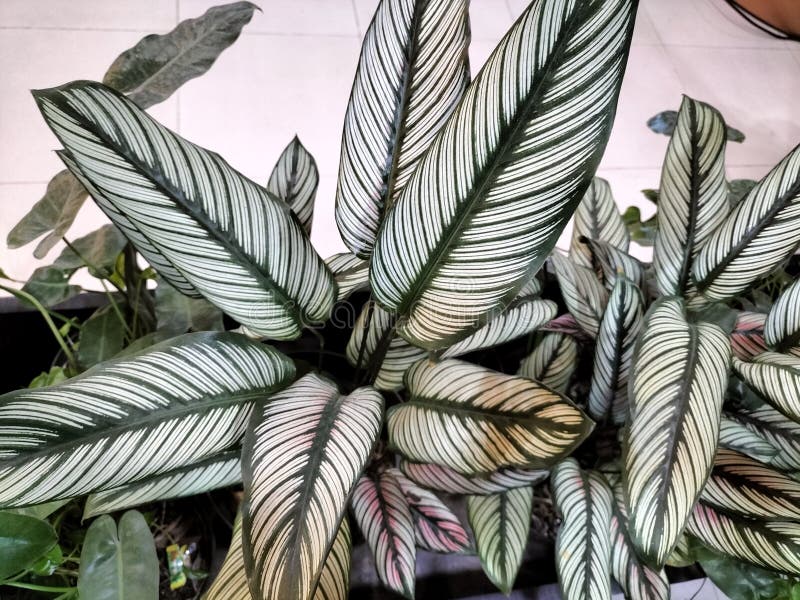 Beautiful Real Plant with Unique Leaf Pattern Suitable for Interior ...