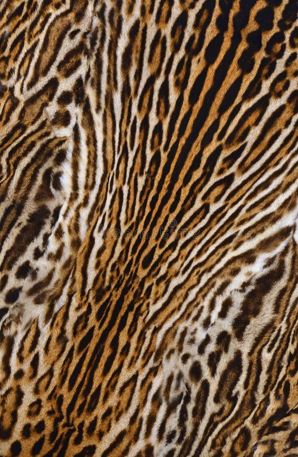 587 Real Leopard Skin Stock Photos - Free & Royalty-Free Stock Photos ...