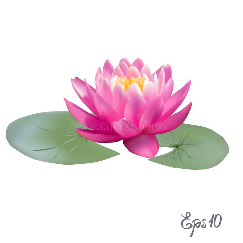 Lotus Pad Stock Illustrations – 429 Lotus Pad Stock Illustrations ...