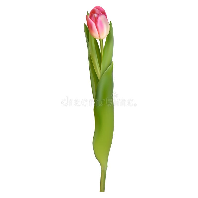 Beautiful Realistic Tulip Isolated. EPS 10 Stock Vector - Illustration ...