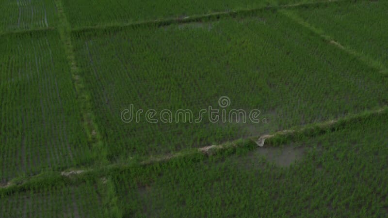 Beautiful Rectangle Green Paddy Rice Field from Drone View, Thailand ...
