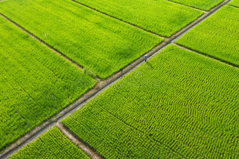 Beautiful Rectangle Green Paddy Rice Field from Drone View, Thailand ...