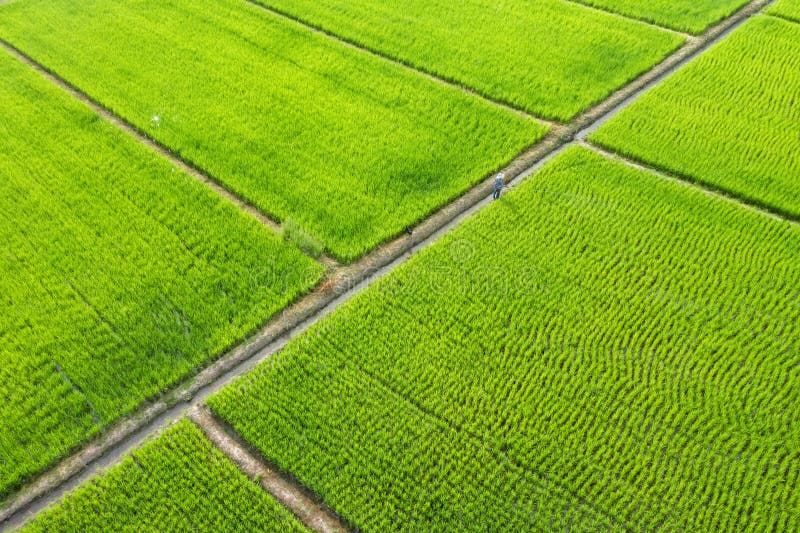 Beautiful Rectangle Green Paddy Rice Field from Drone View, Thailand ...