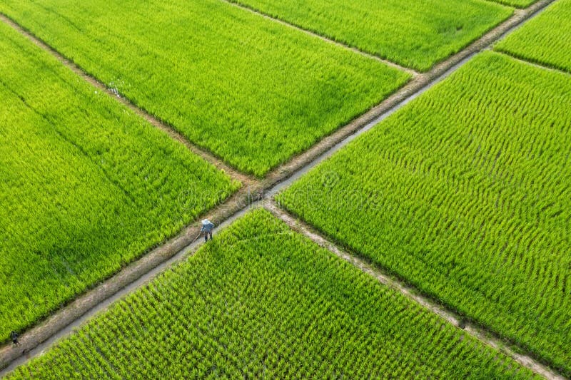 Beautiful Rectangle Green Paddy Rice Field from Drone View, Thailand ...