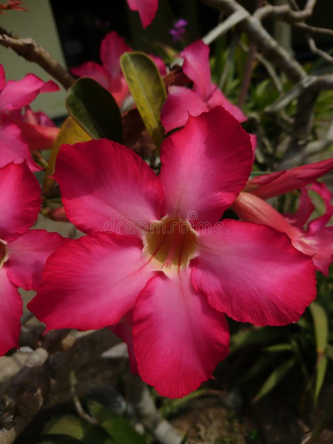 Beautiful Red Adenium Flower Or Adenium Obesum Also Known As Desert