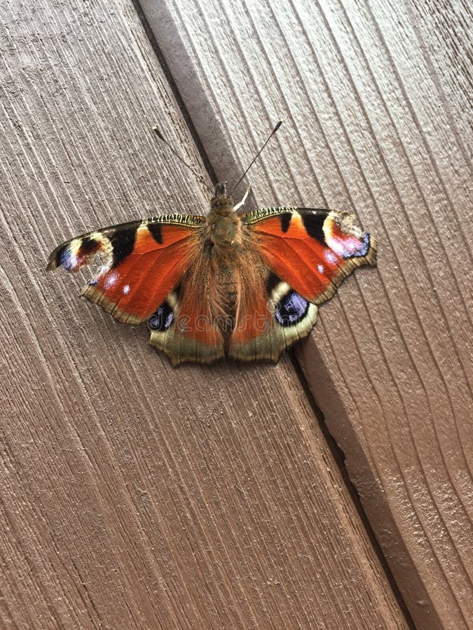 Buttefly stock photo. Image of british, colours, colourful - 121356488