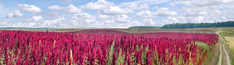 Red Amaranth Flower in a Field Under a Blue Sky with Clouds Stock Photo ...