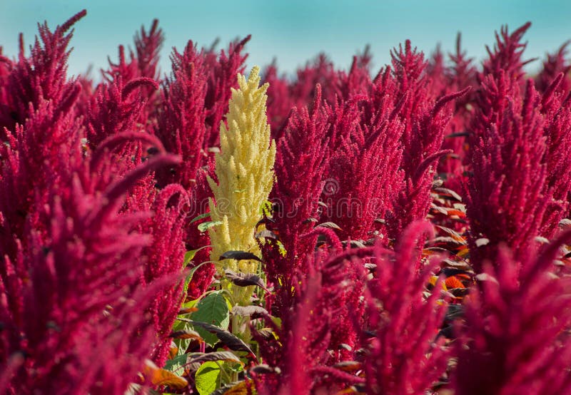 Red Field of Amaranth of Distant Green Forest Under Cloudy Dark Blue ...