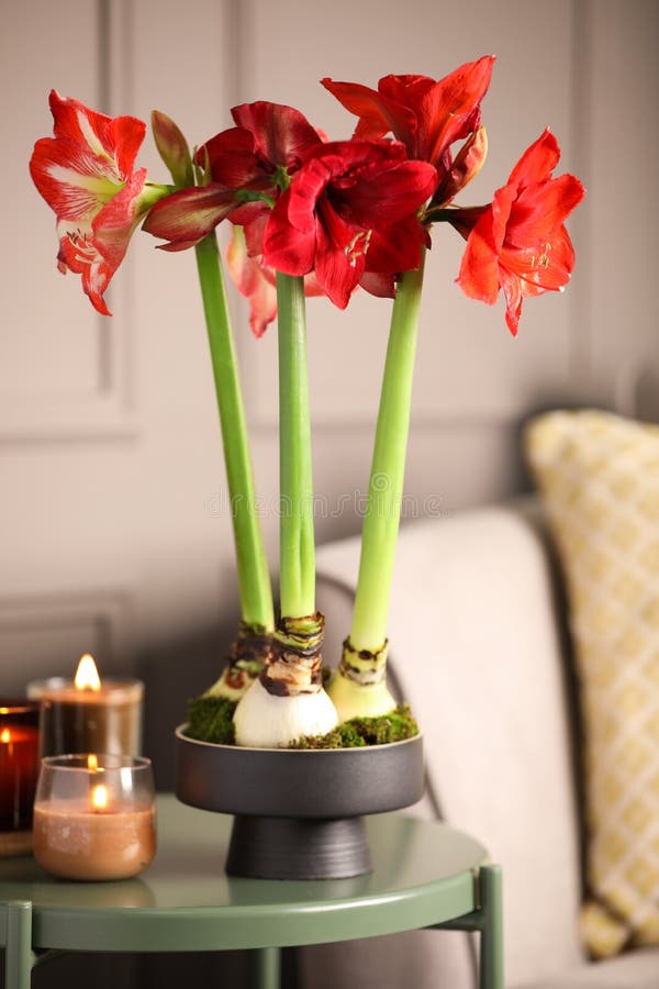 Beautiful Red Amaryllis Flowers on Table in Room Stock Photo - Image of ...