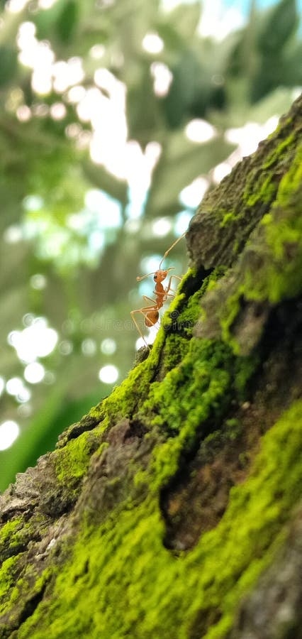 Beautiful Red Ant on a Tree is Walking / One of the Cutest Little ...