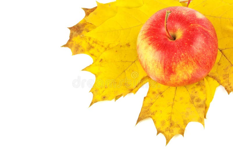 Beautiful Red Apple on Maple Leafs Stock Image - Image of september ...