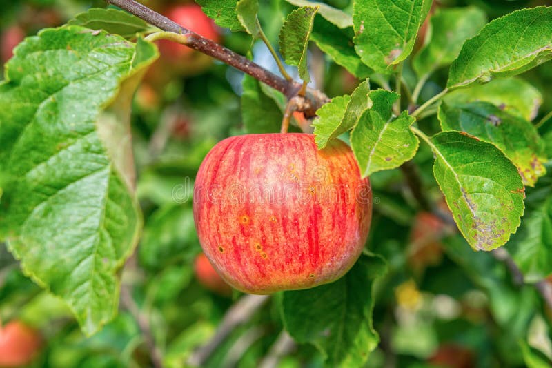 Beautiful red apple stock photo. Image of plant, healthy - 64027872