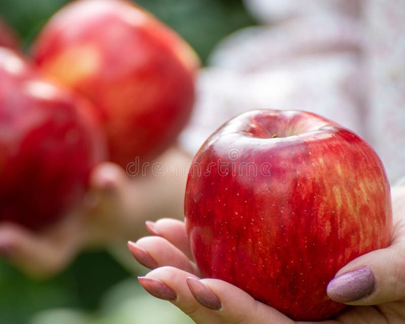 Beautiful Red Apples in the Female Hands Stock Image - Image of organic ...