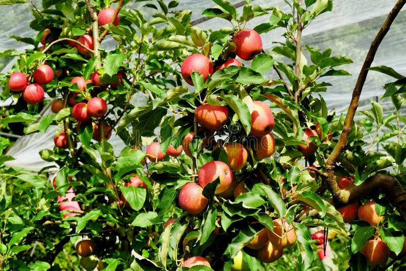 Beautiful Red Apples on Tree in the Orchard Stock Photo - Image of ...