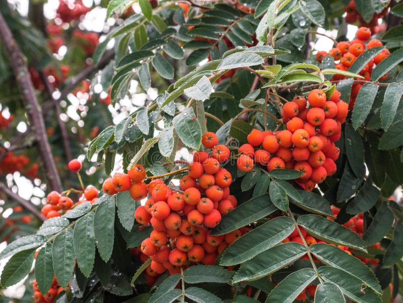 Beautiful Red Ash Berry on a Green Branch of a Tree after a Rain Stock ...