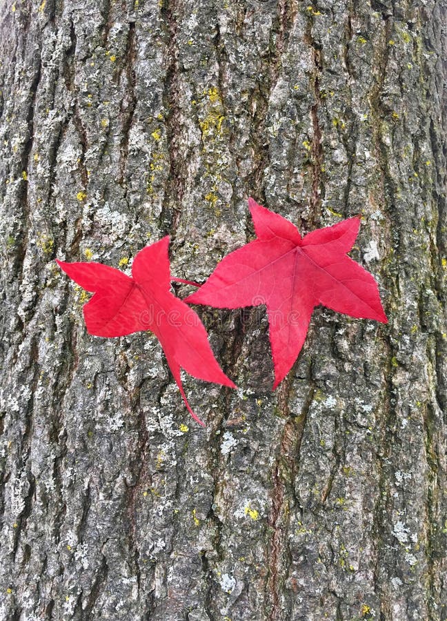 Beautiful Red Autumn Leafs of an Amber Tree Stock Photo - Image of ...