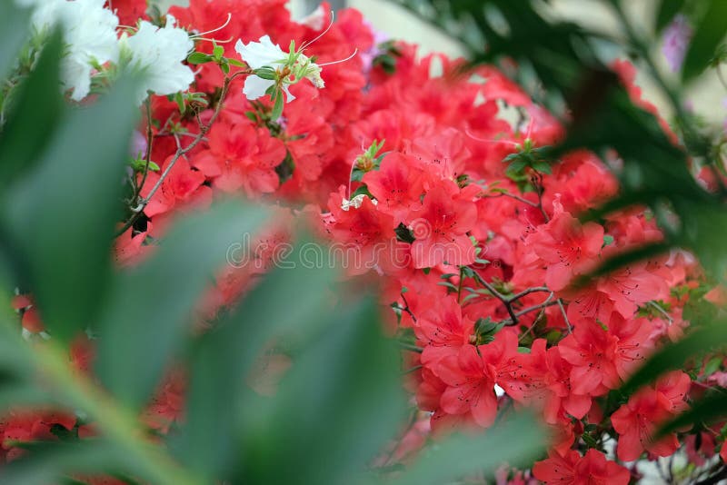 Beautiful red azalea stock photo. Image of spring, leaves - 70838732