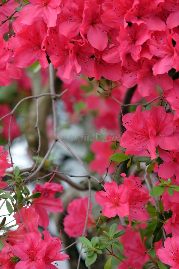 Beautiful red azalea stock photo. Image of backdop, close - 70839090