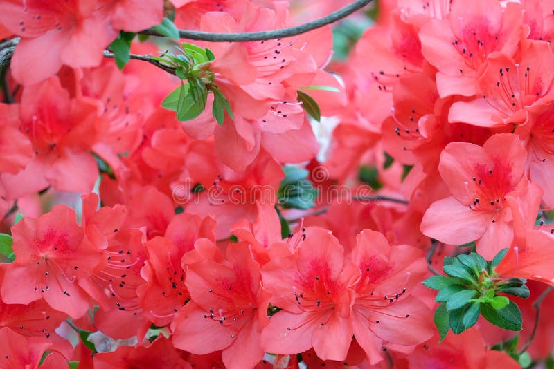 Beautiful red azalea stock photo. Image of head, close - 70839174