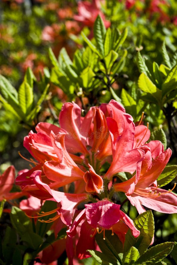 Beautiful Red Azalea Flower Stock Image - Image of pink, nature: 31085173