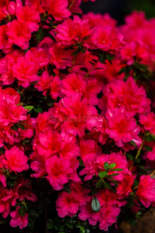 Beautiful Red Azalea Flowers Stock Image - Image of purple, azalea ...