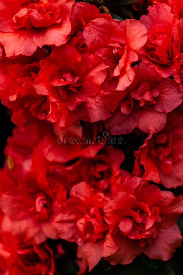 Beautiful Red Azalea Flowers Stock Photo - Image of summer, abstract ...