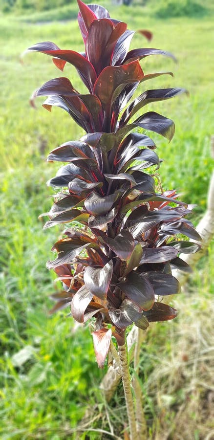 Beautiful Red Batu Indonesia Flower Stock Image - Image of tree, flower ...