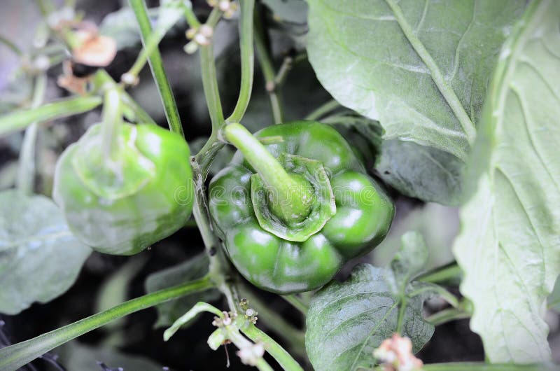 Beautiful Red Bell Pepper (Capsicum Annuum) Growing in Pot Stock Photo ...