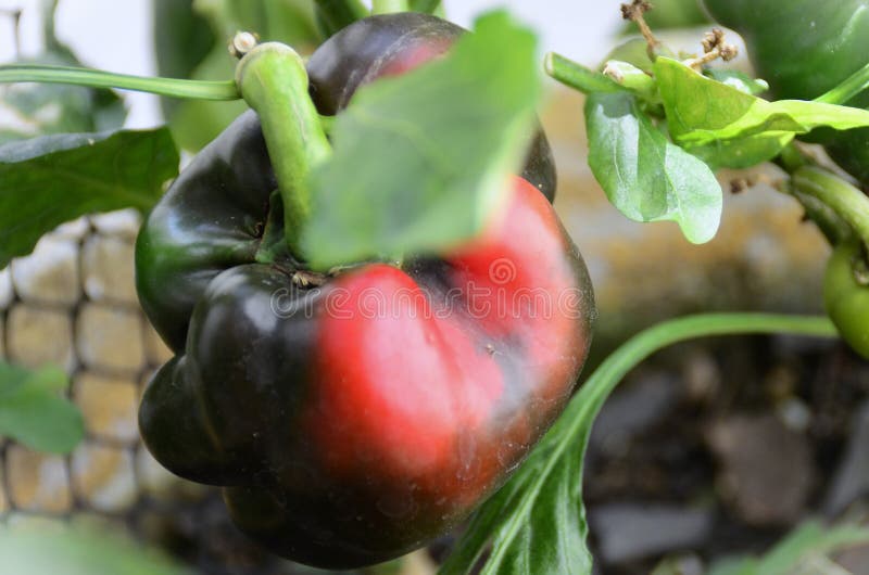 Beautiful Red Bell Pepper (Capsicum Annuum) Ripening Stock Photo ...