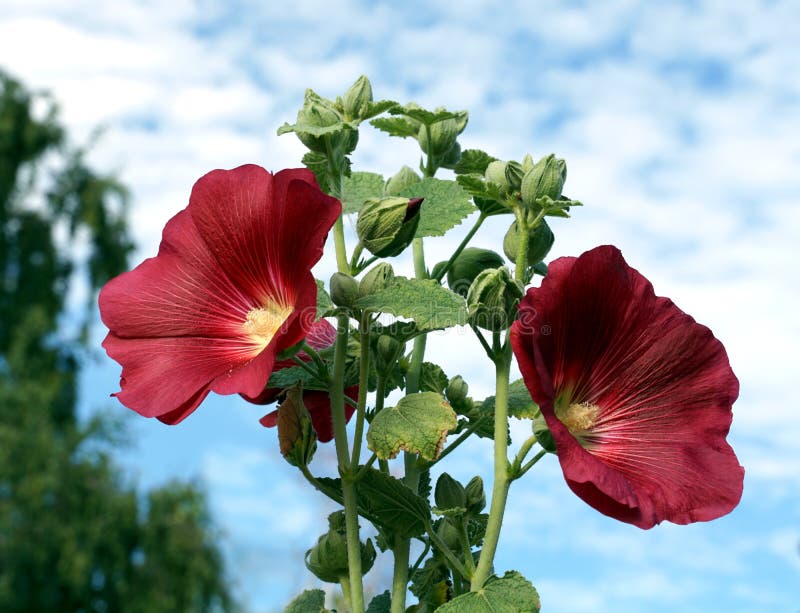 Beautiful Red Bell-shaped Flowers of a Wild Plant Stock Image - Image ...