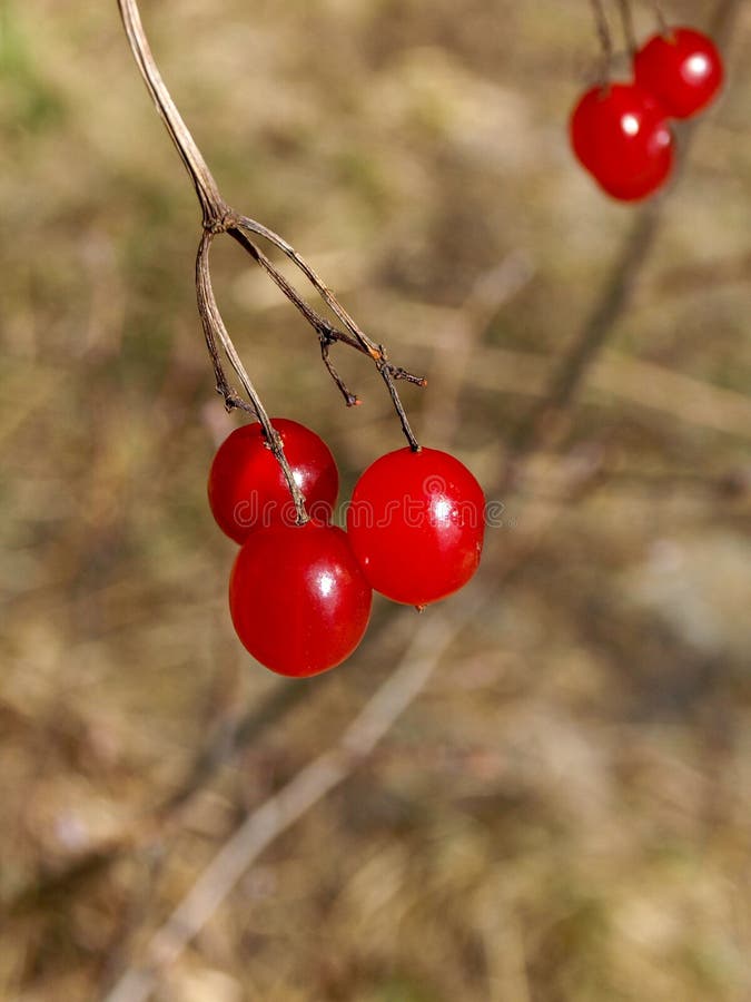 Beautiful Red Berries on a Fuzzy Background Stock Image - Image of ...