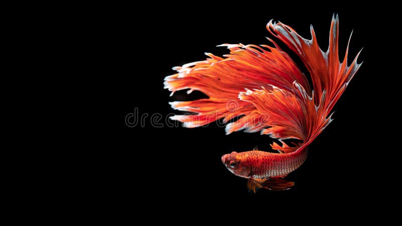 Beautiful Red Betta Fish in Aquarium Stock Image - Image of tank, fresh ...
