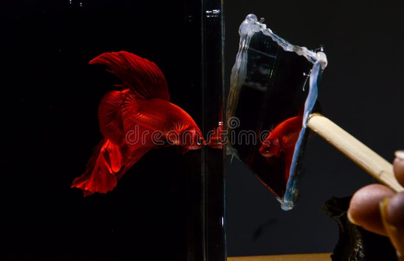 23,722 Betta Stock Photos - Free & Royalty-Free Stock Photos from ...