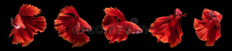Beautiful Red Betta Fish with Black Background Stock Photo - Image of ...
