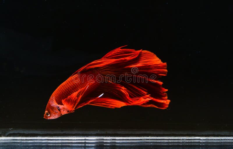 Beautiful Red Betta Fish Swims in Aquarium Base Stock Image - Image of ...
