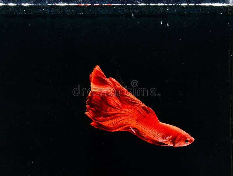 Beautiful Red Betta Fish Swims in Aquarium Stock Photo - Image of ...